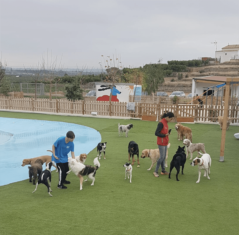 Piscinas y parques acuáticos para perros | Turismo Canino